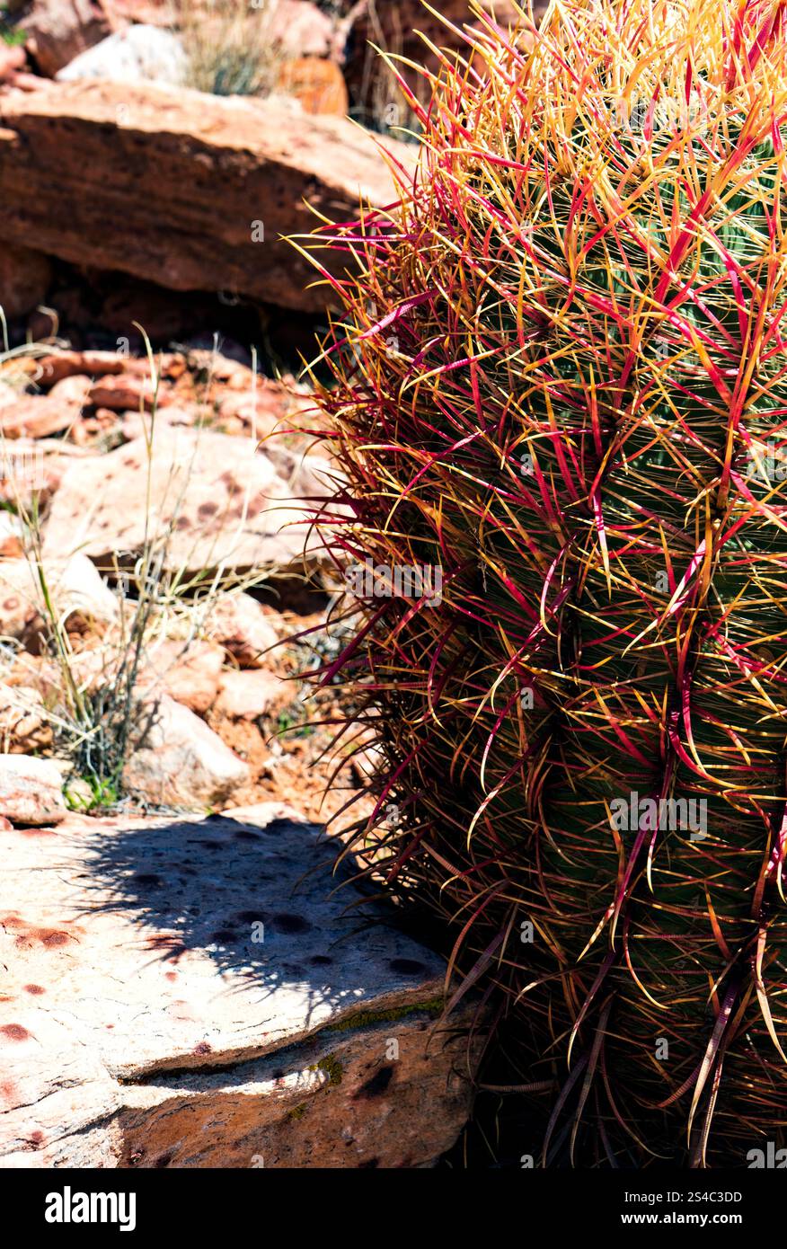 A striking barrel cactus with vivid spines, surrounded by rocky desert ...