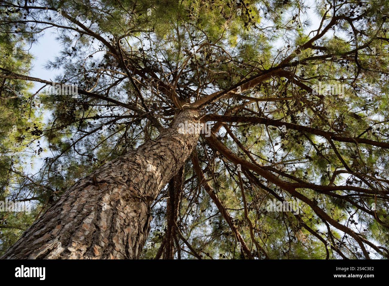 A view up the trunk of a big old Jerusalem pine tree Stock Photo - Alamy