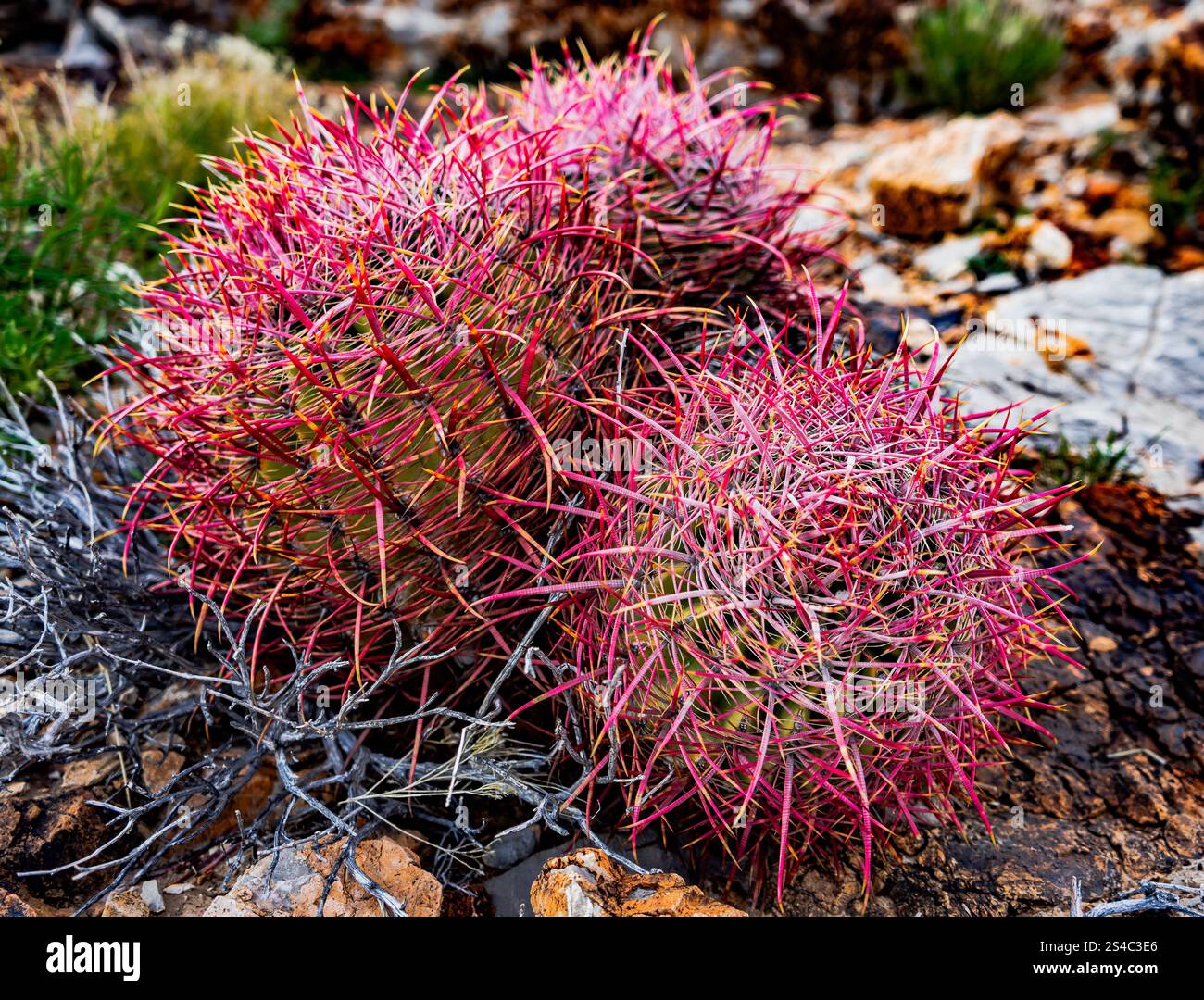 Twin barrel cacti stand out with their colorful spines amidst the ...