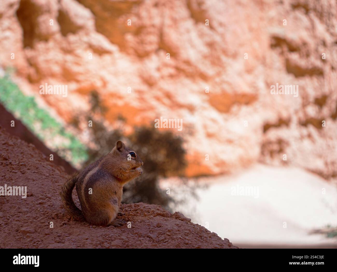 A golden-mantled ground squirrel perches on the rust-colored soil of ...