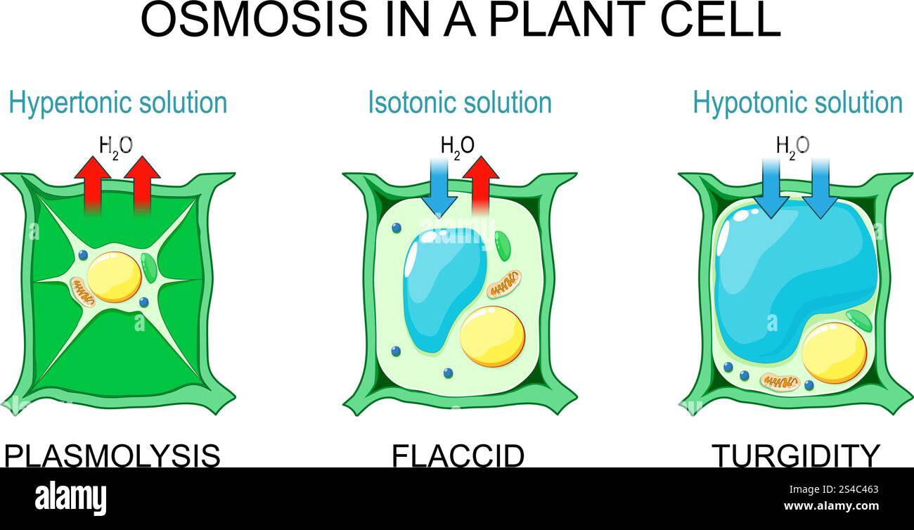 Osmosis in a plant cell. Plasmolysis in Hypertonic solution, Flaccid cell in Isotonic solution ...