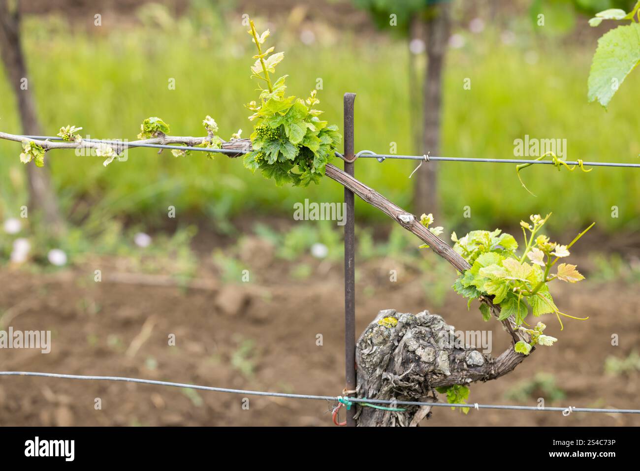 vine disease called esca in vineyard Stock Photo - Alamy