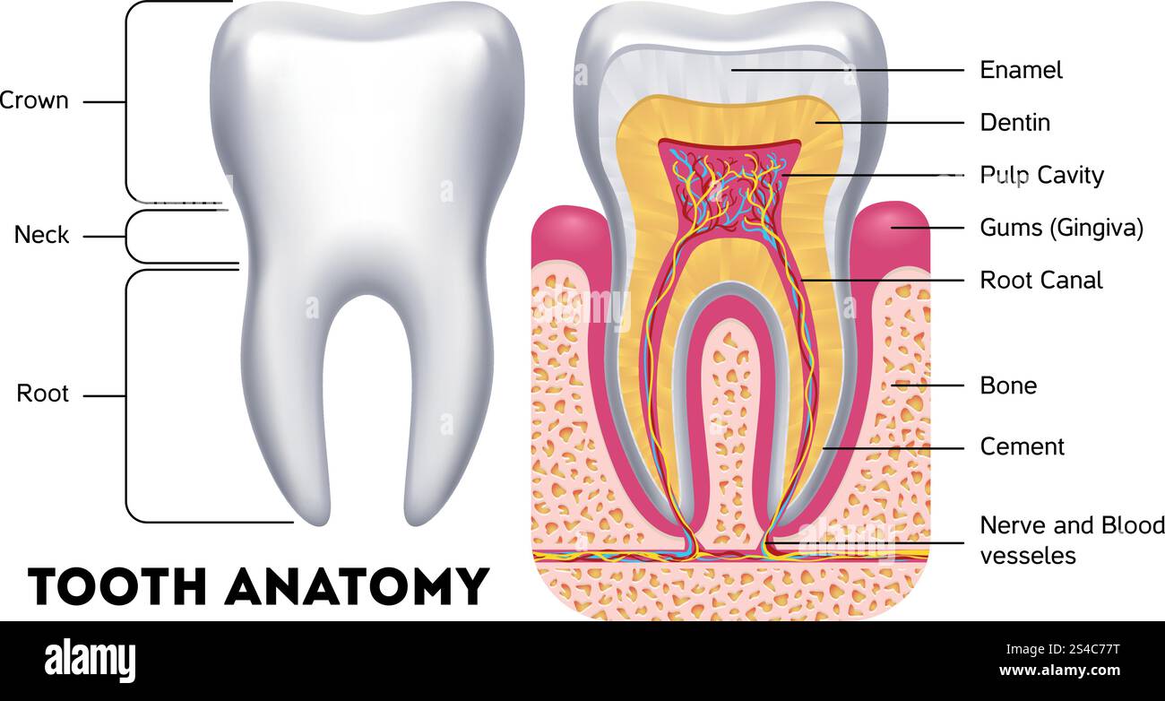 Tooth anatomy vector dental infographics. Tooth anatomy vector dental ...