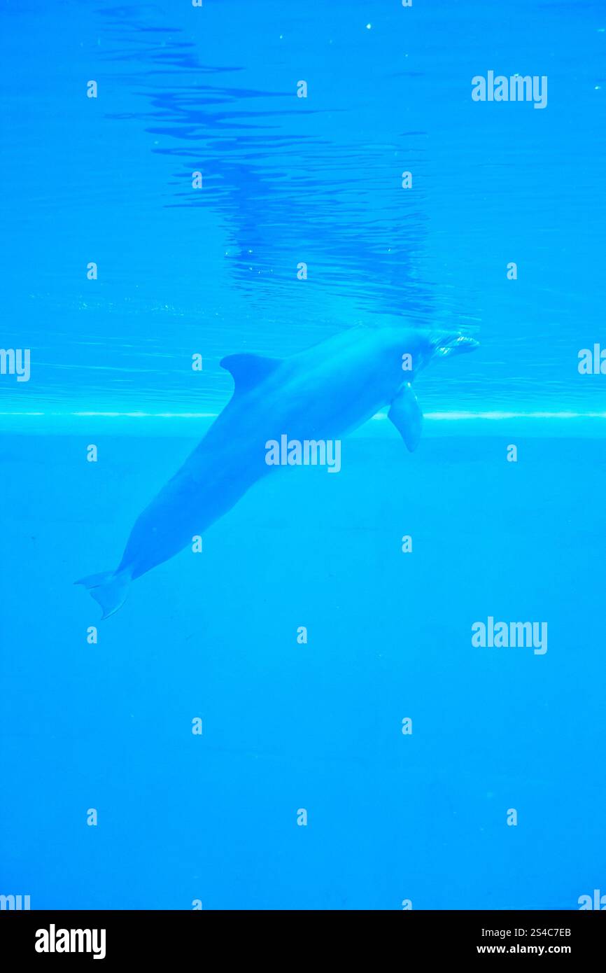 A dolphin is swimming in the ocean. The water is clear and blue. The ...