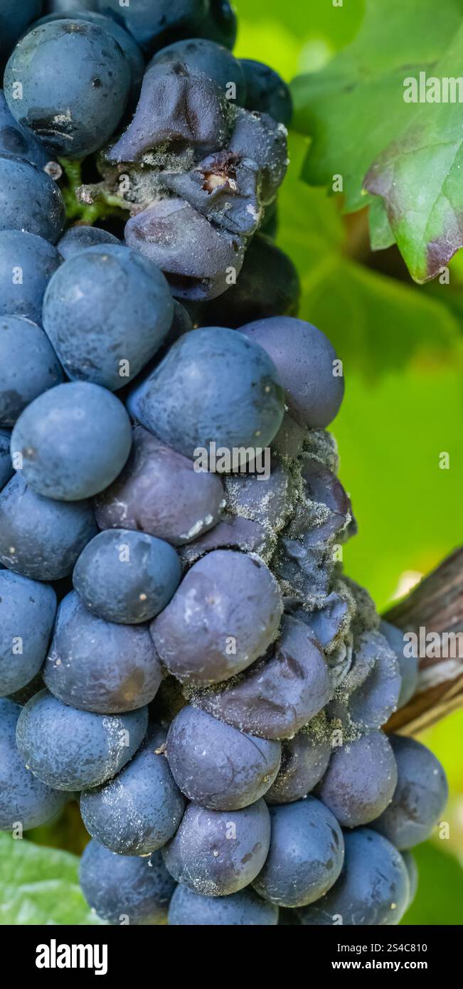 Blue grapes infested with gray mold Stock Photo - Alamy