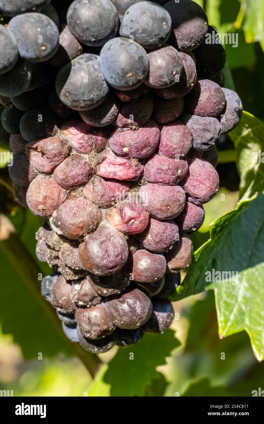 Blue grapes infested with gray mold Stock Photo - Alamy