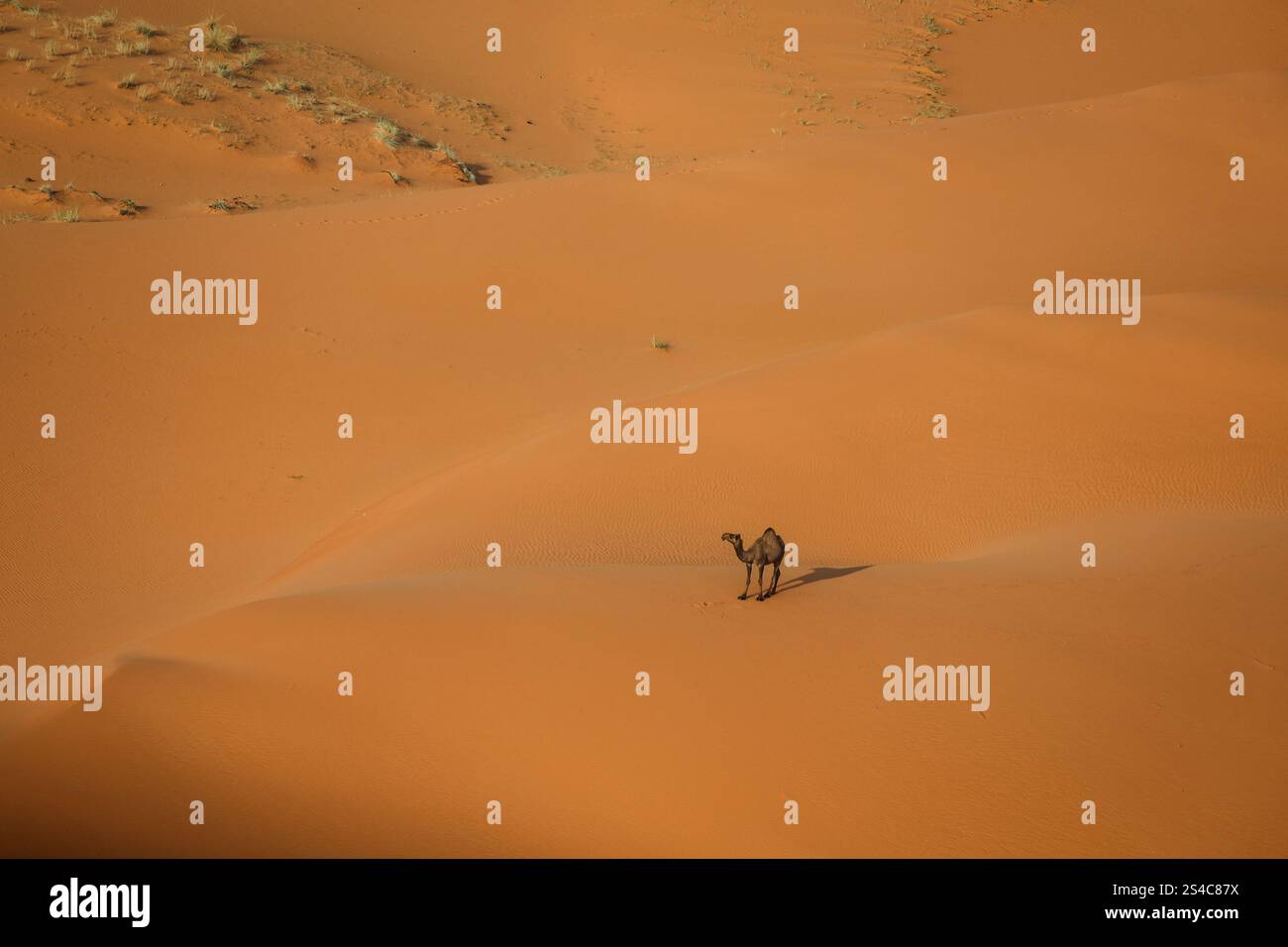 Al Duwadimi, Arabie Saoudite. 11th Jan, 2025. Camel seen in the dunes ...
