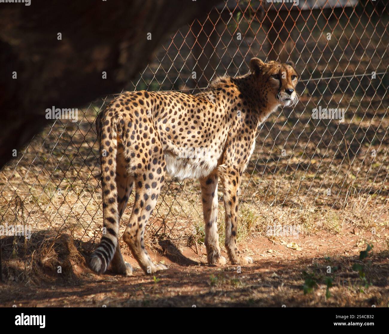 A standing Cheetah big spotted cat in Ann Van Dik centre, Brits, North ...