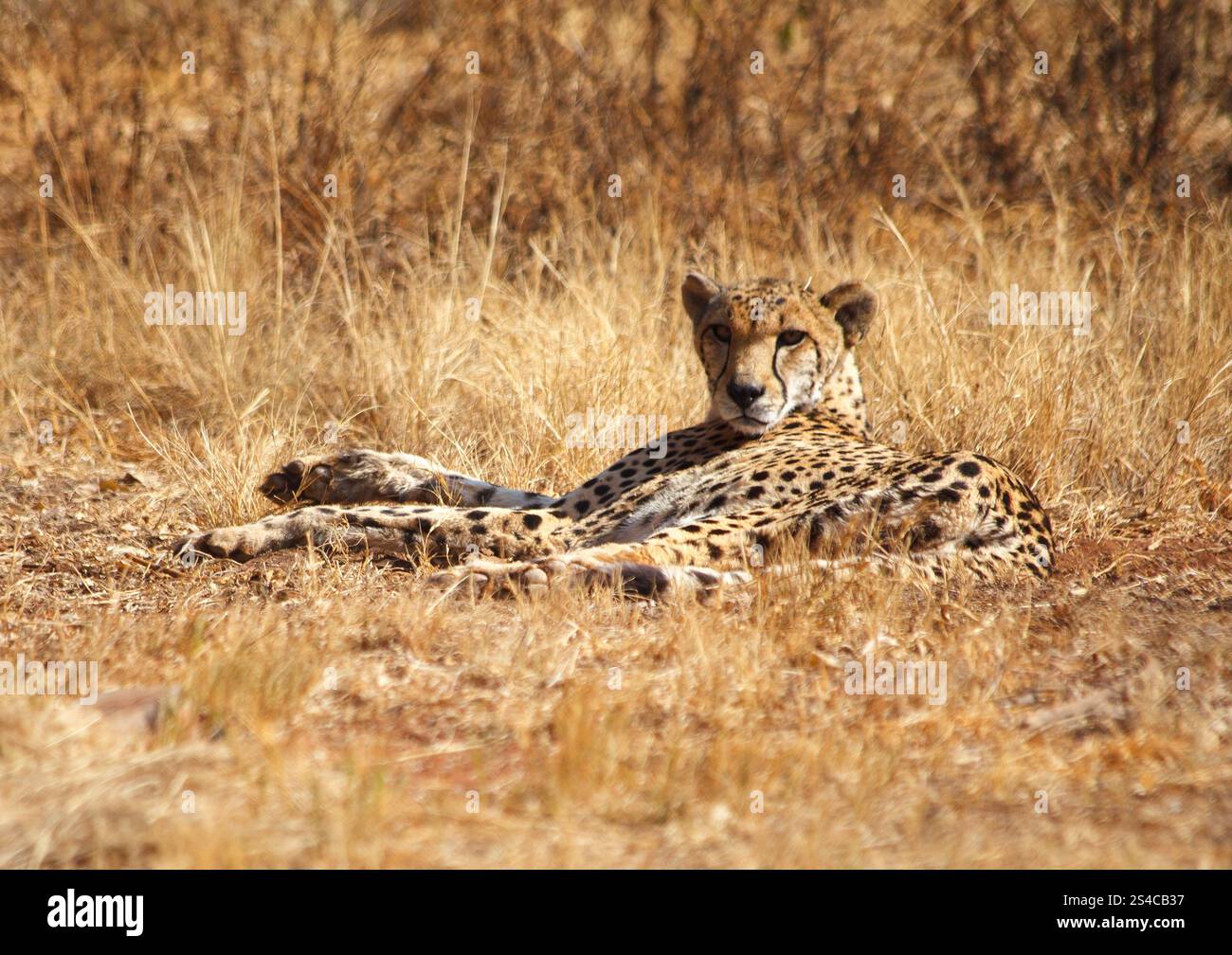 A lying down Cheetah big spotted cat in Ann Van Dik centre, Brits ...