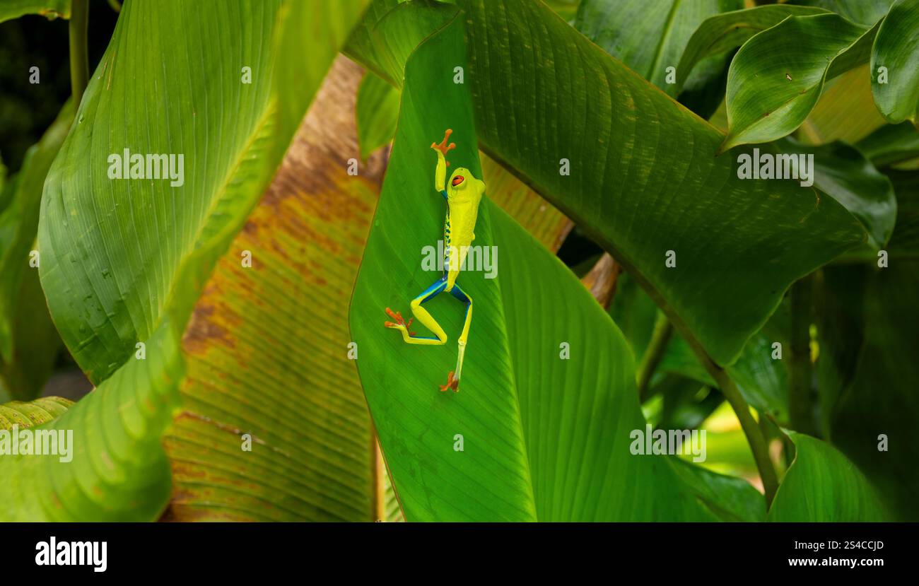 Red-eyed Leaf Frog or Tree Frog on a leaf in Costa Rican rain forest ...