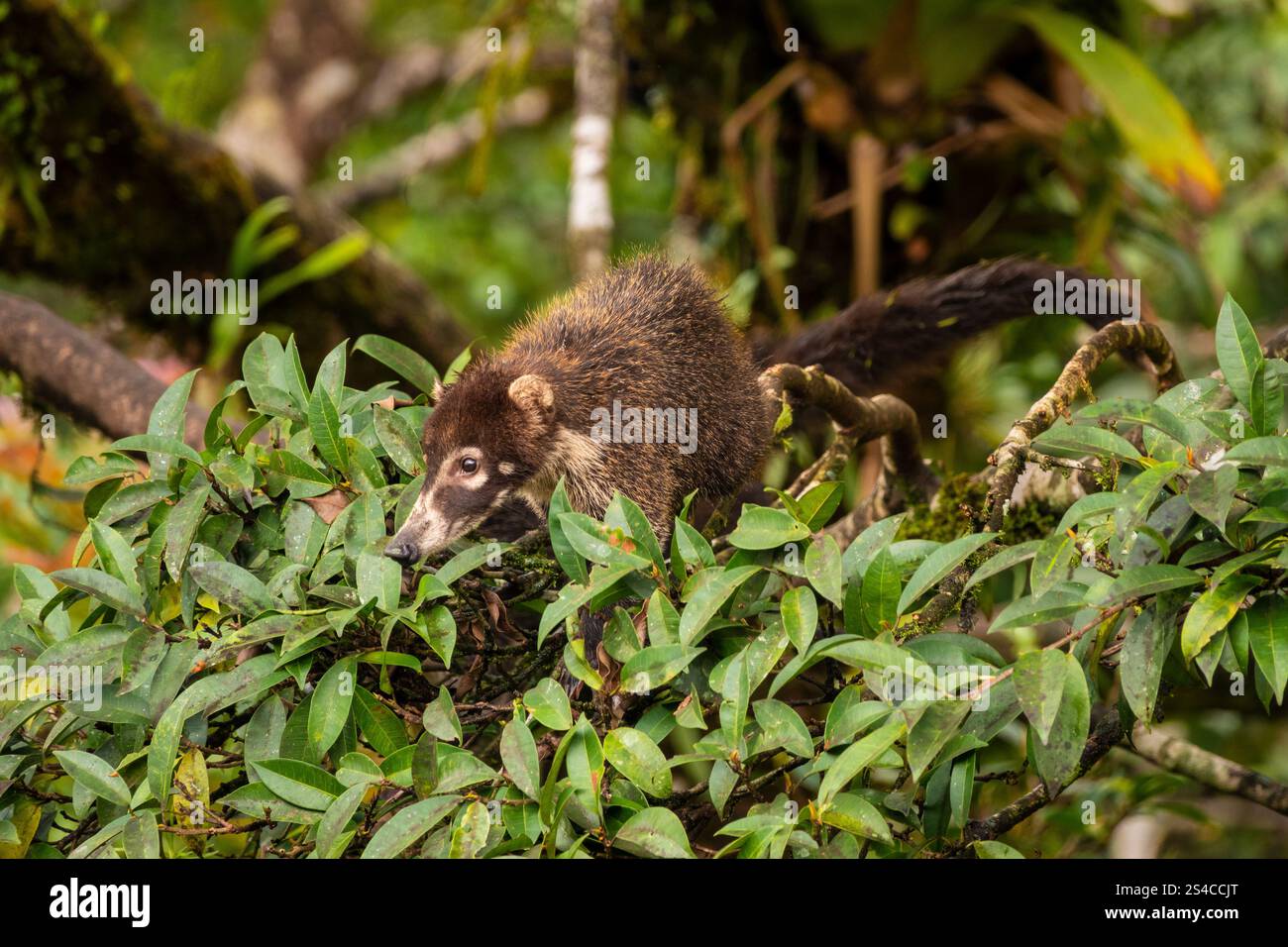 A coati standing in a tree in the Costa Rican rainforest Stock Photo ...