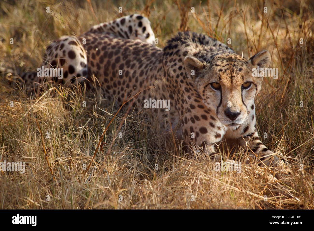 A Cheetah big spotted cat in attack position in Ann Van Dik centre ...