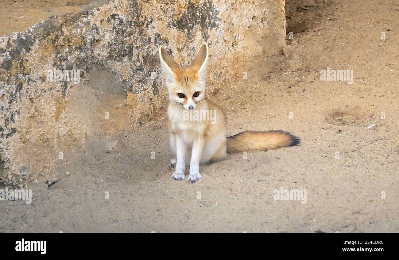 Fennec Fox Sitting On Sandy Ground In A Desert Setting Stock Photo Alamy