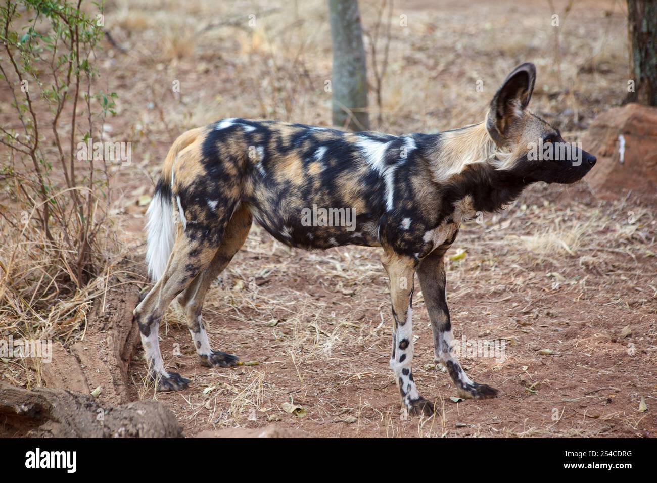A standing African Wild Dog spotted dog in Ann Van Dik centre, Brits ...