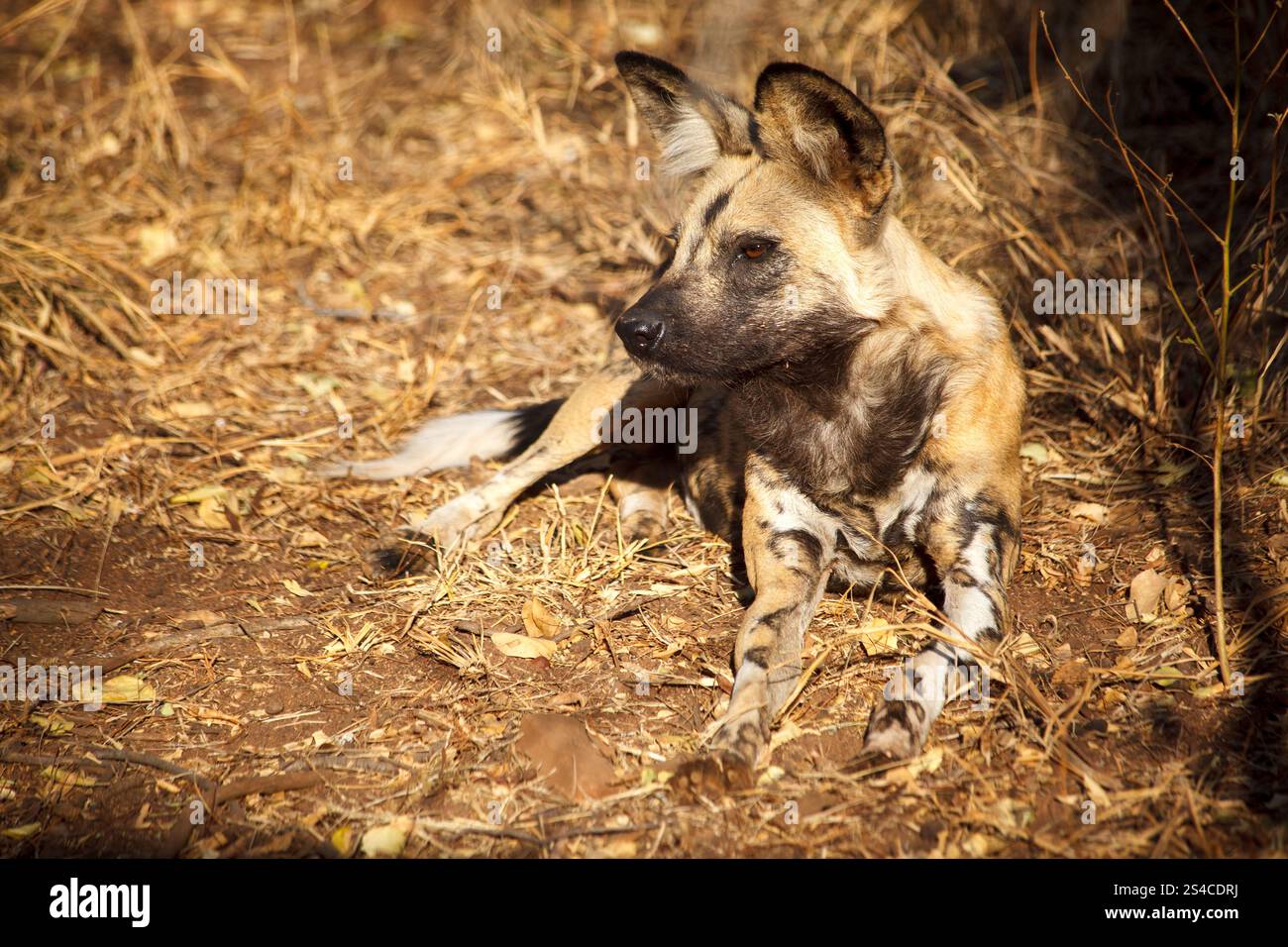 A Lying down Wild African Dog spotted dog in Ann Van Dik centre, Brits ...