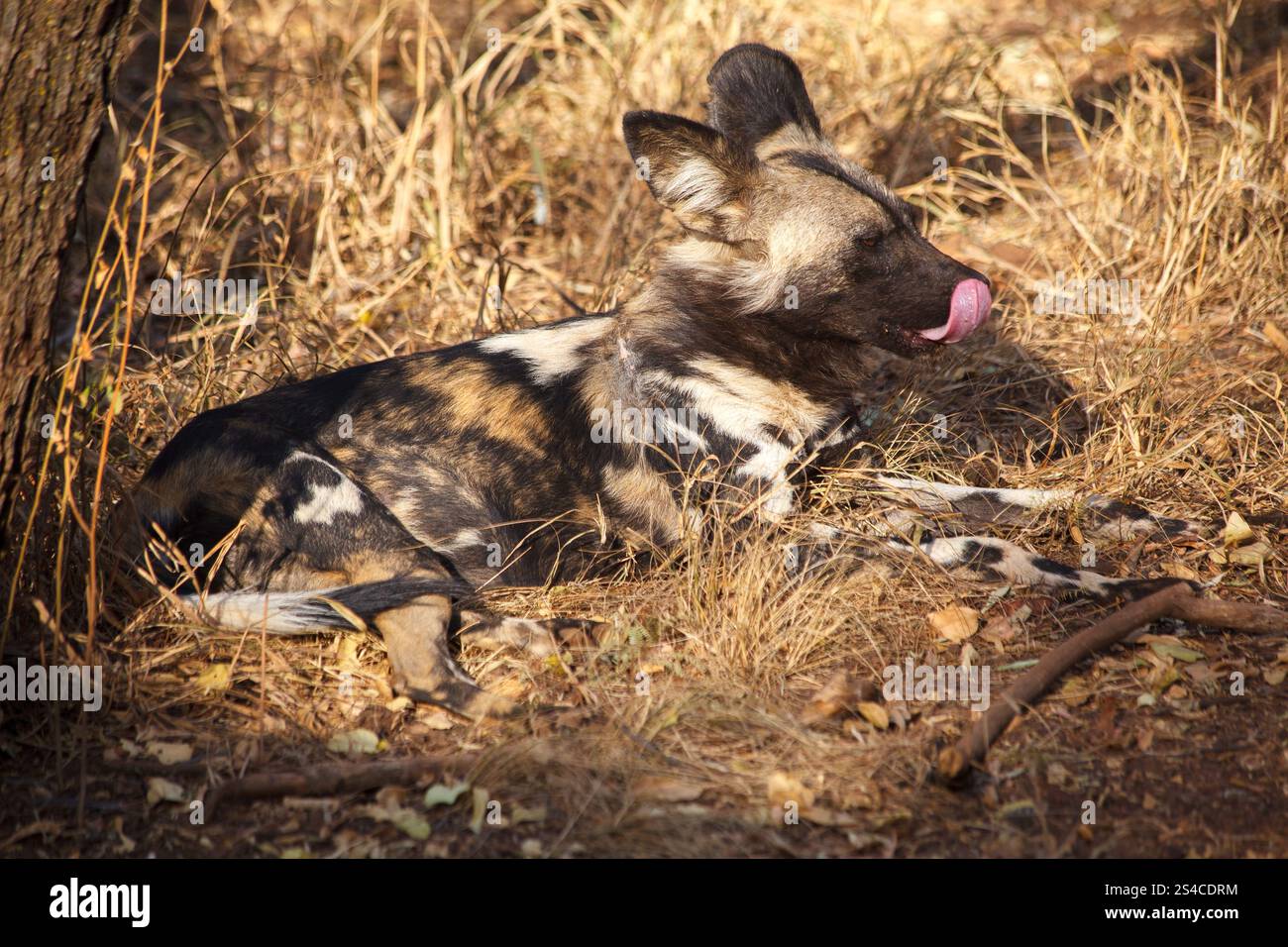 A Lying down Wild African Dog spotted dog in Ann Van Dik centre, Brits ...