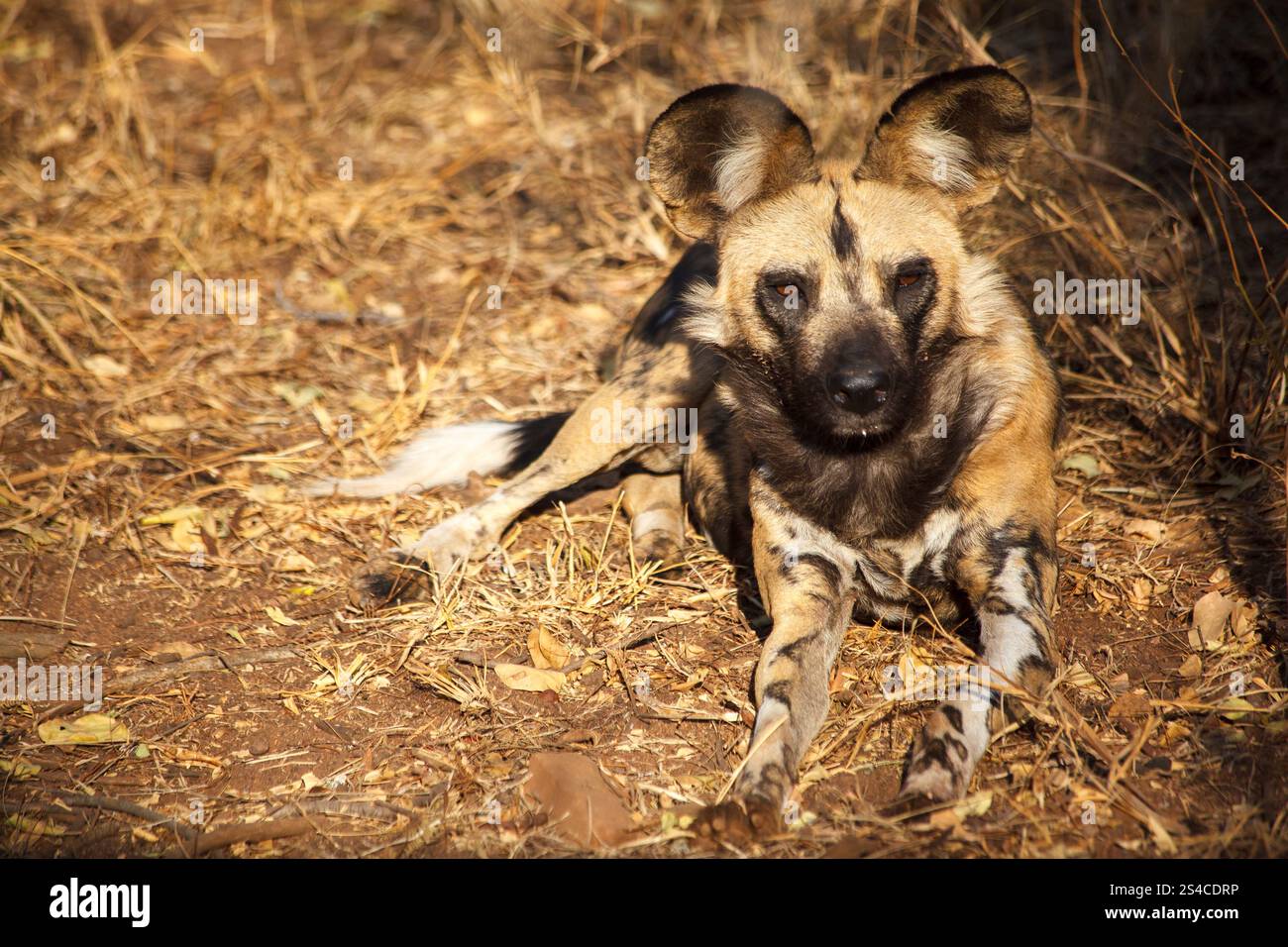 A Lying down Wild African Dog spotted dog in Ann Van Dik centre, Brits ...