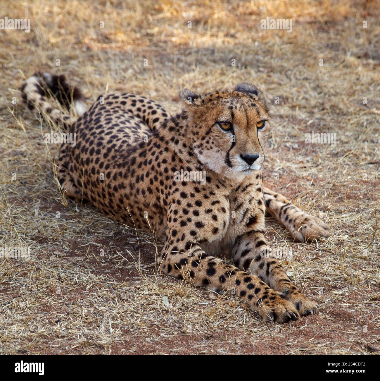 A lying down Cheetah big spotted cat in Ann Van Dik centre, Brits ...