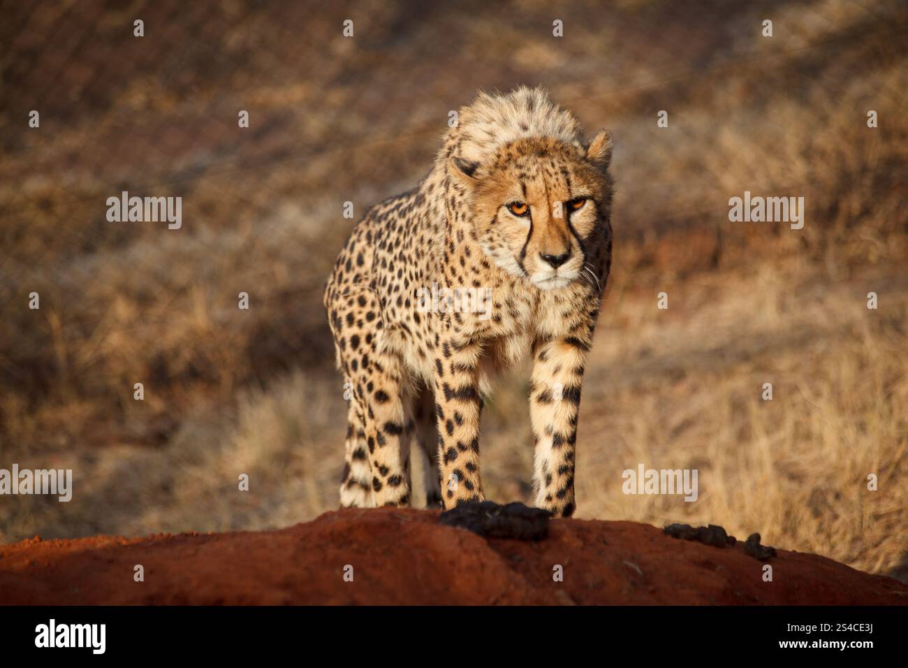 A standing Cheetah big spotted cat in Ann Van Dik centre, Brits, North ...