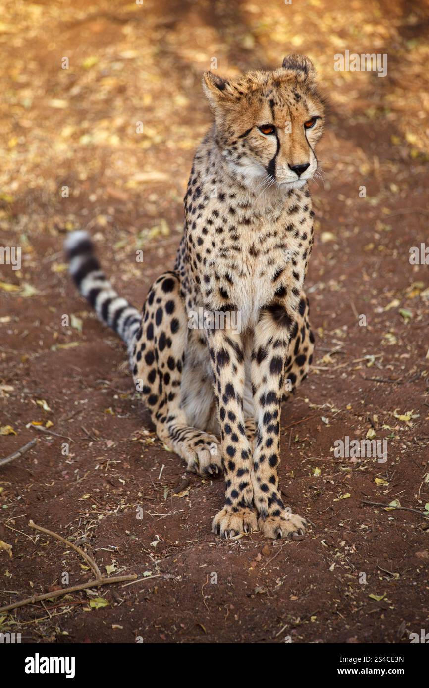 A Sitting Cheetah big spotted cat in Ann Van Dik centre, Brits, North ...