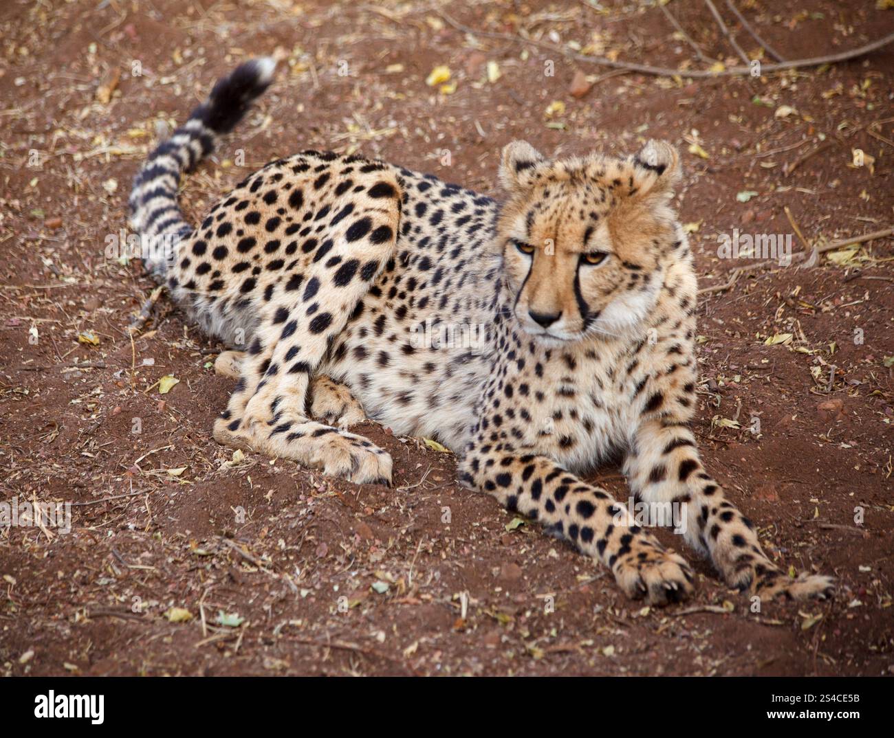 A lying down Cheetah big spotted cat in Ann Van Dik centre, Brits ...