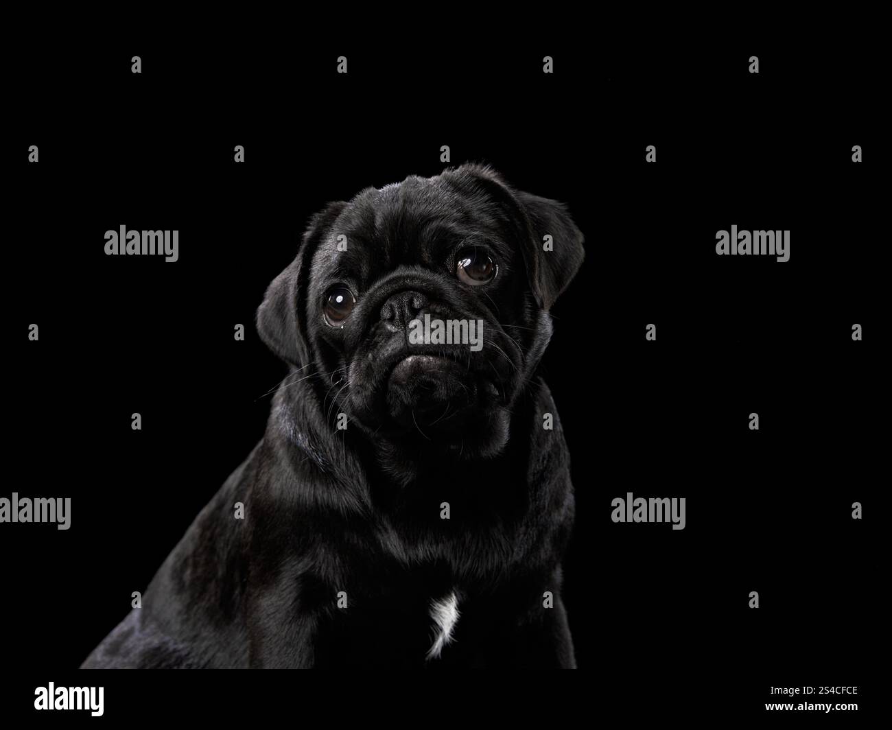 A black Pug sits with a wrinkled, endearing expression against a dark ...