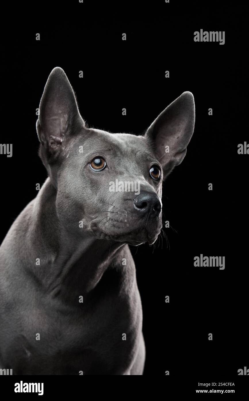A Thai ridgeback dog with erect ears and an intense gaze is captured on ...