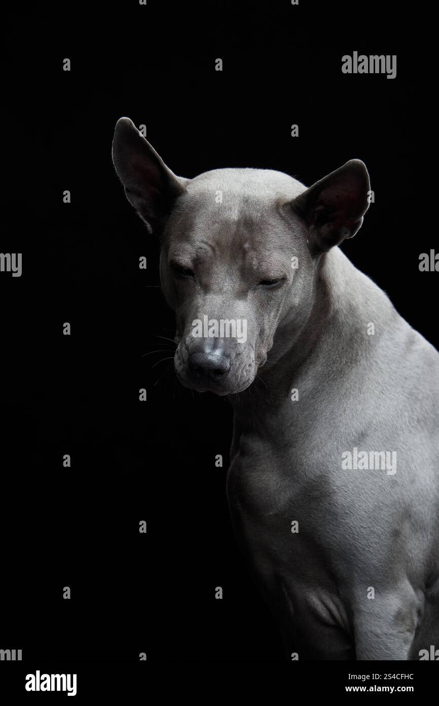 A close-up of a grey dog's face shows shadows creating depth and ...