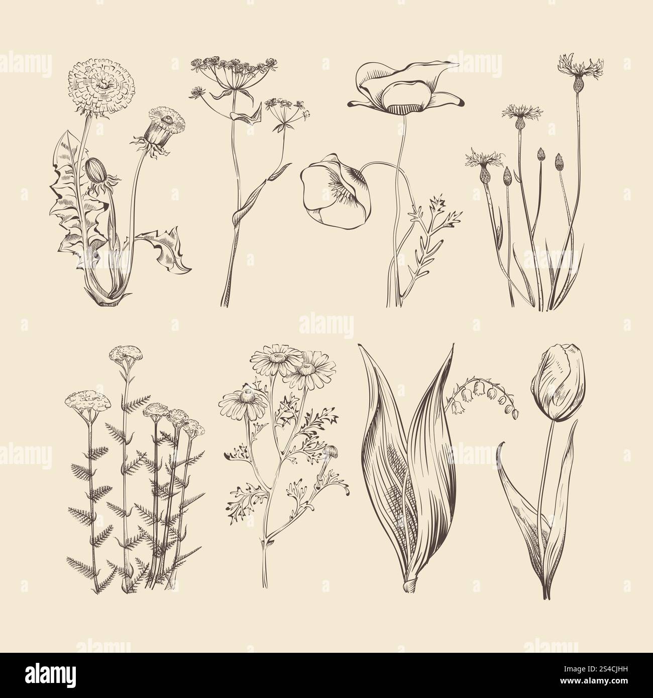 Wildflowers, herbs and flower hand drawing vector illustration ...