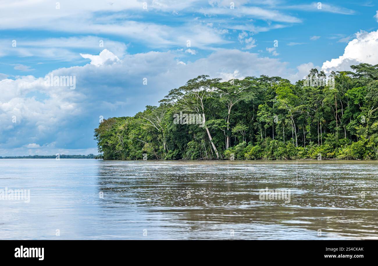 Jungle vegetation on riverbank, Napo River in the Amazon rainforest ...