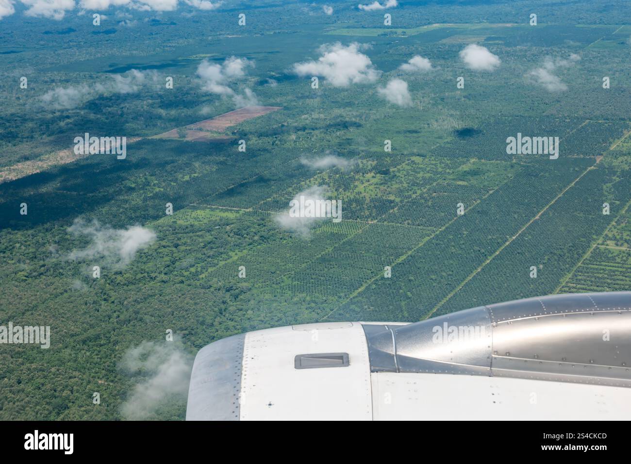 Plantations in Amazon rainforest in Orellana Province seen from ...