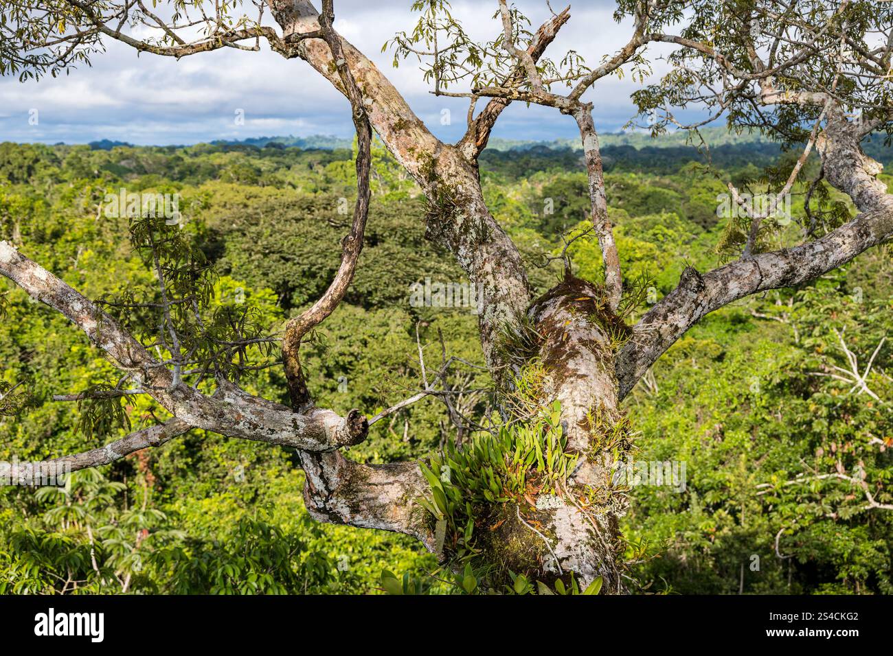 View form above of jungle tree canopy and tree with epiphytes, Amazon ...