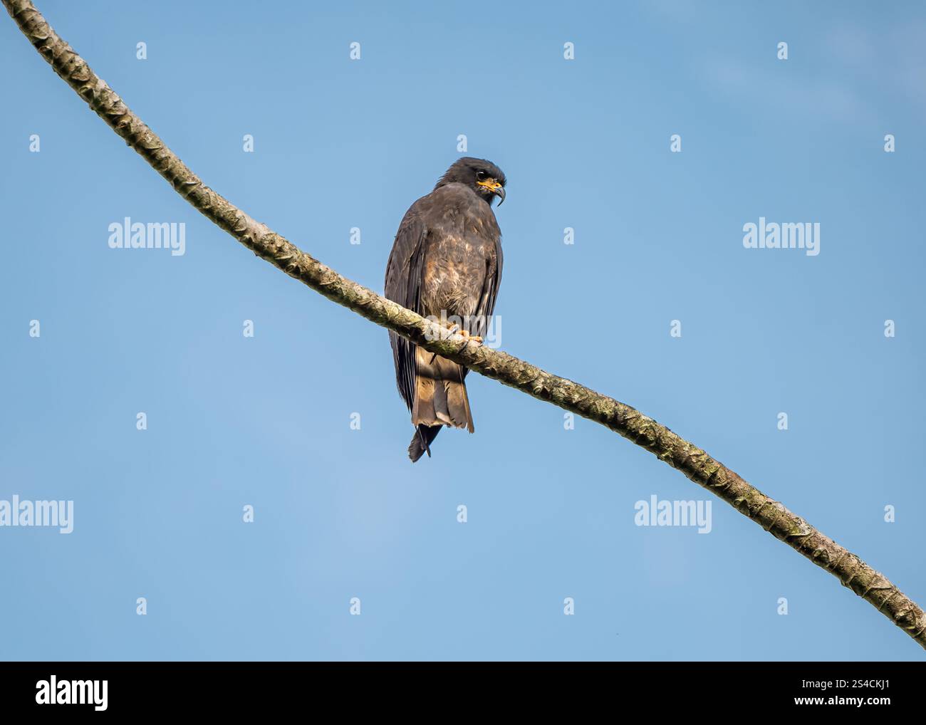 Snail kite (Rostrhamus sociabilis) perched on branch against blue sky ...