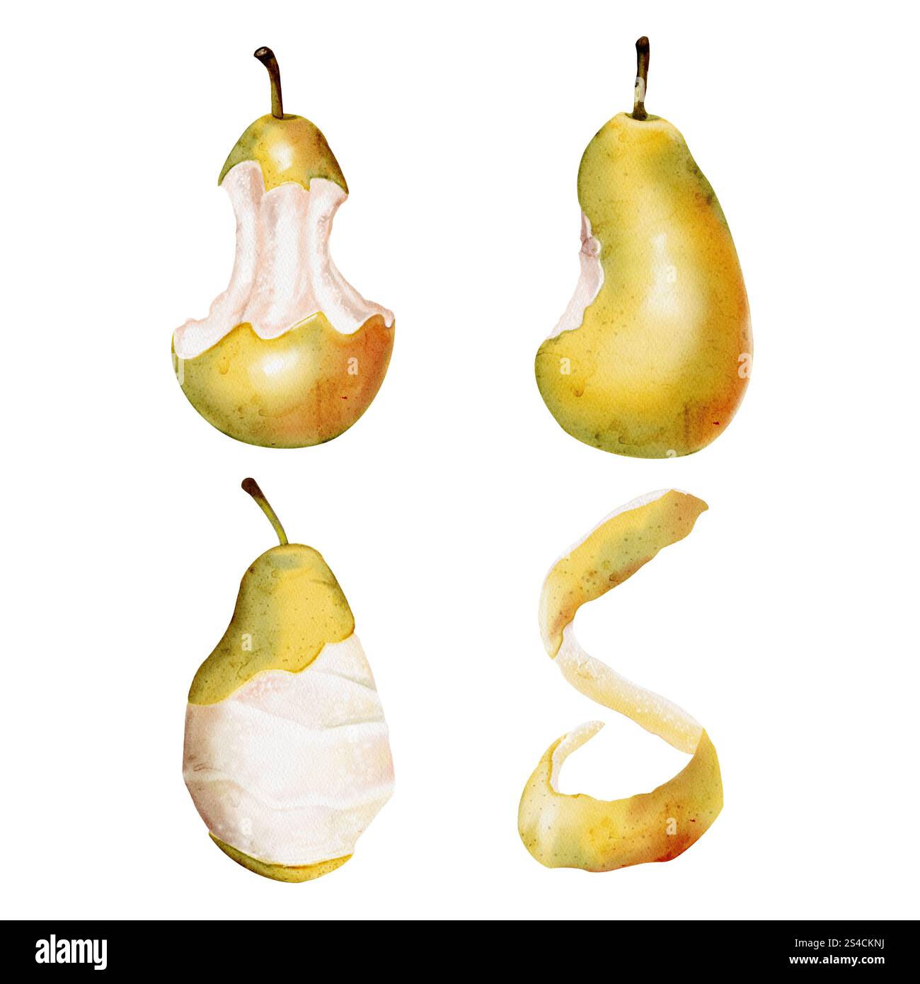 A pear core, a bitten pear and a peeled pear. Fruit peel. Green juicy ...