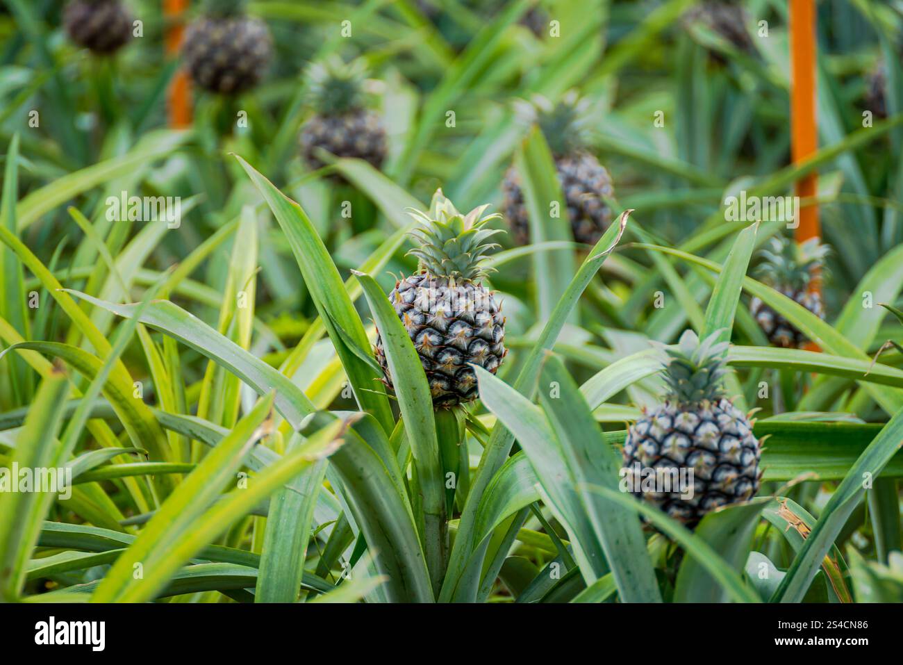 pineapple plantation on the island of Sao Miguel in the Azores ...