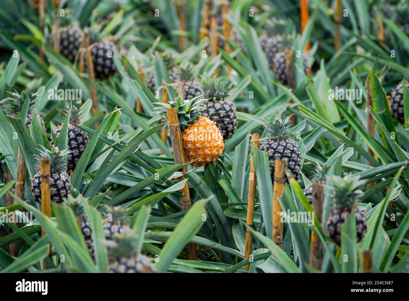 pineapple cultivation on the island of Sao Miguel in the Azores ...