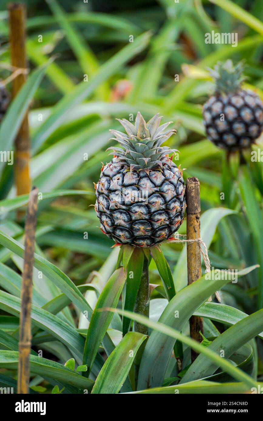 pineapple plantation on the island of Sao Miguel in the Azores islands ...