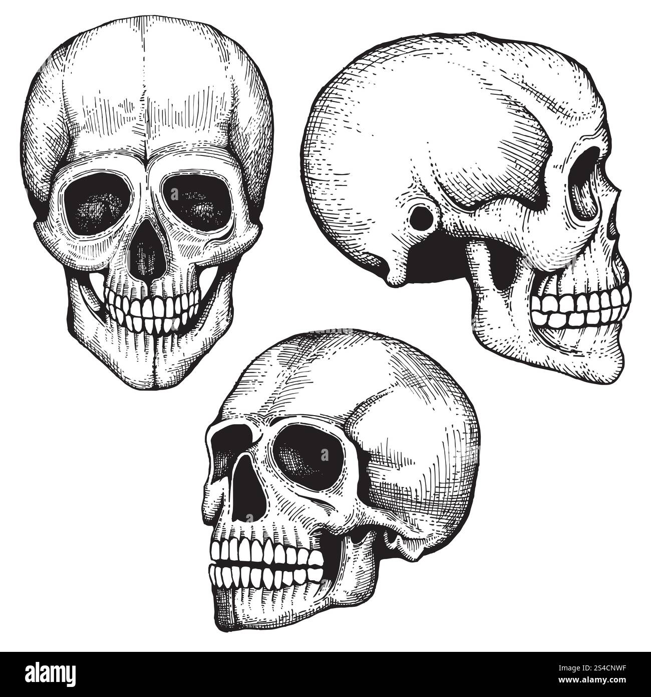Hand drawn vector death scary human skulls collection. Hand drawn ...