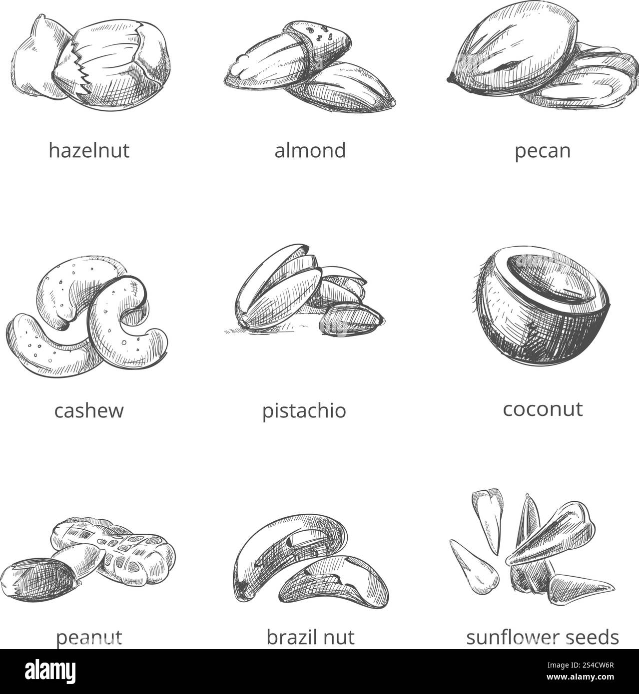 Vector nuts set in hand drawn style. Vector nuts set in hand drawn ...