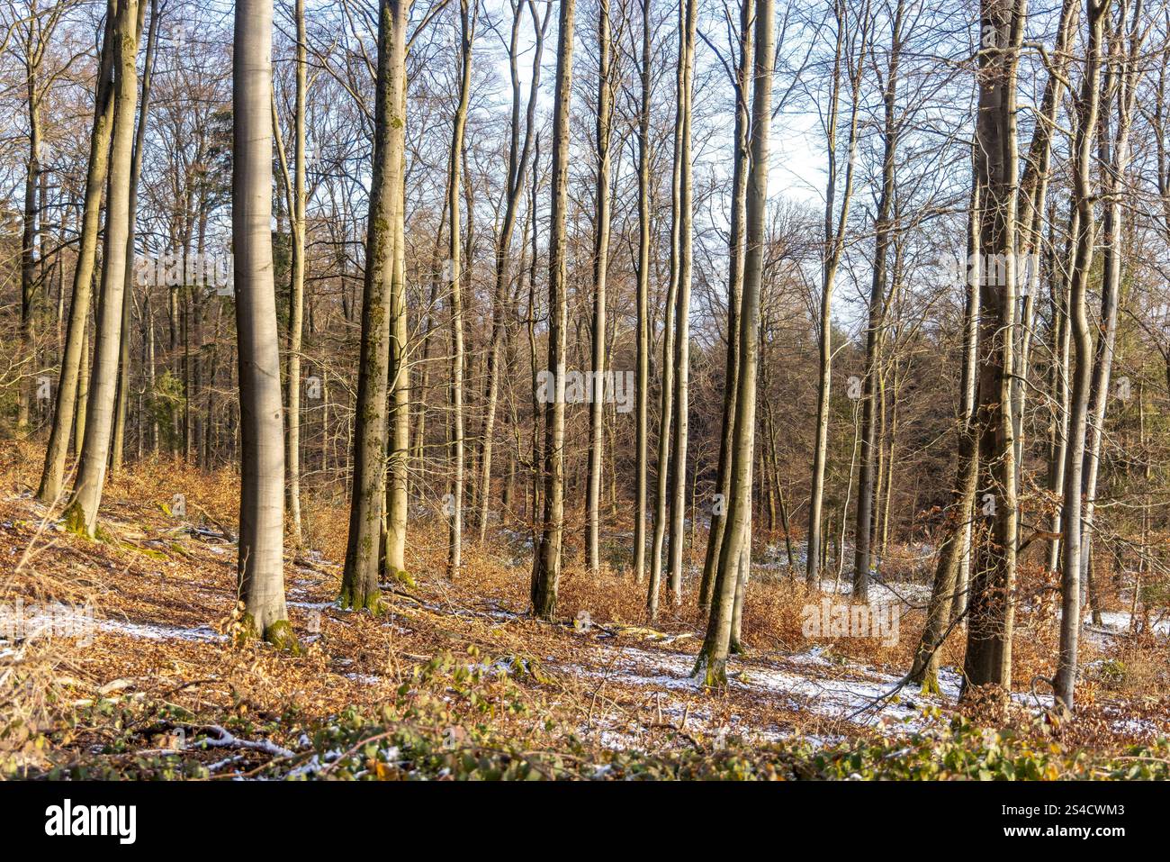Buchen im Sonnenlicht Die Wintersonne scheint auf Buchen in einem Wald ...