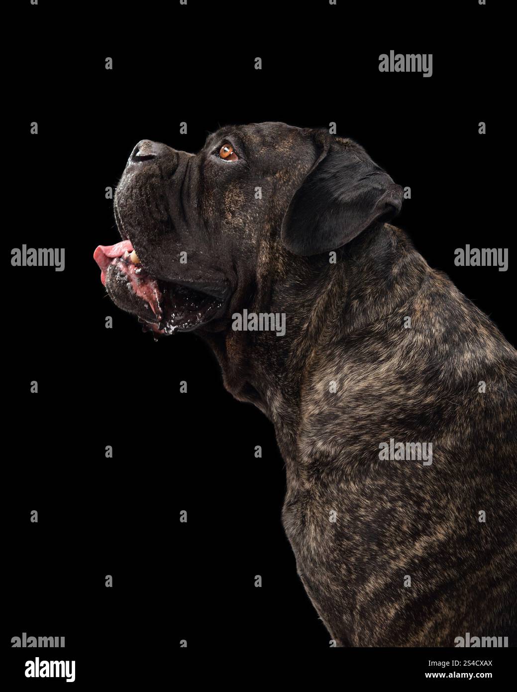 A Cane Corso in profile with its head tilted slightly against a black ...