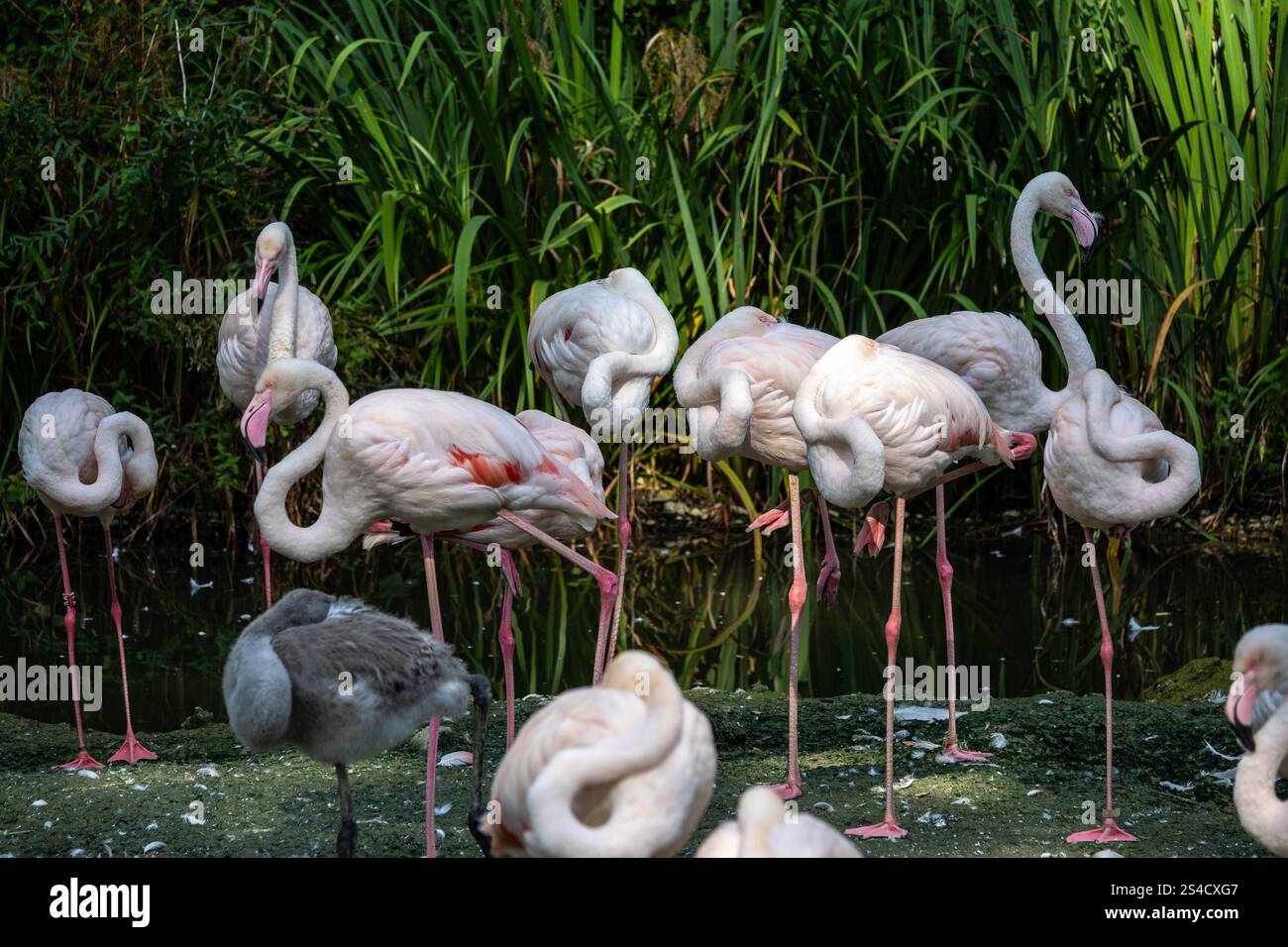 The American flamingo, Phoenicopterus ruber is a large species of ...