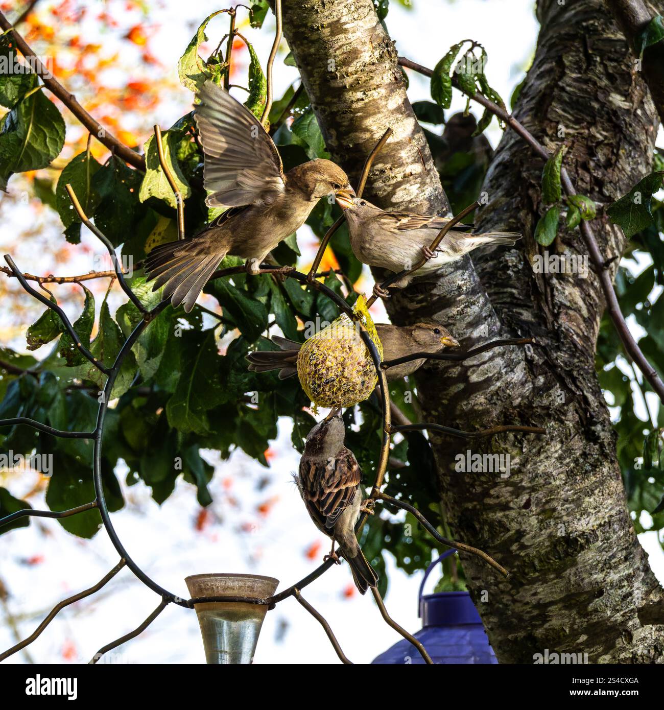 House sparrow, Passer domesticus. An adult sparrow feeds its young ...