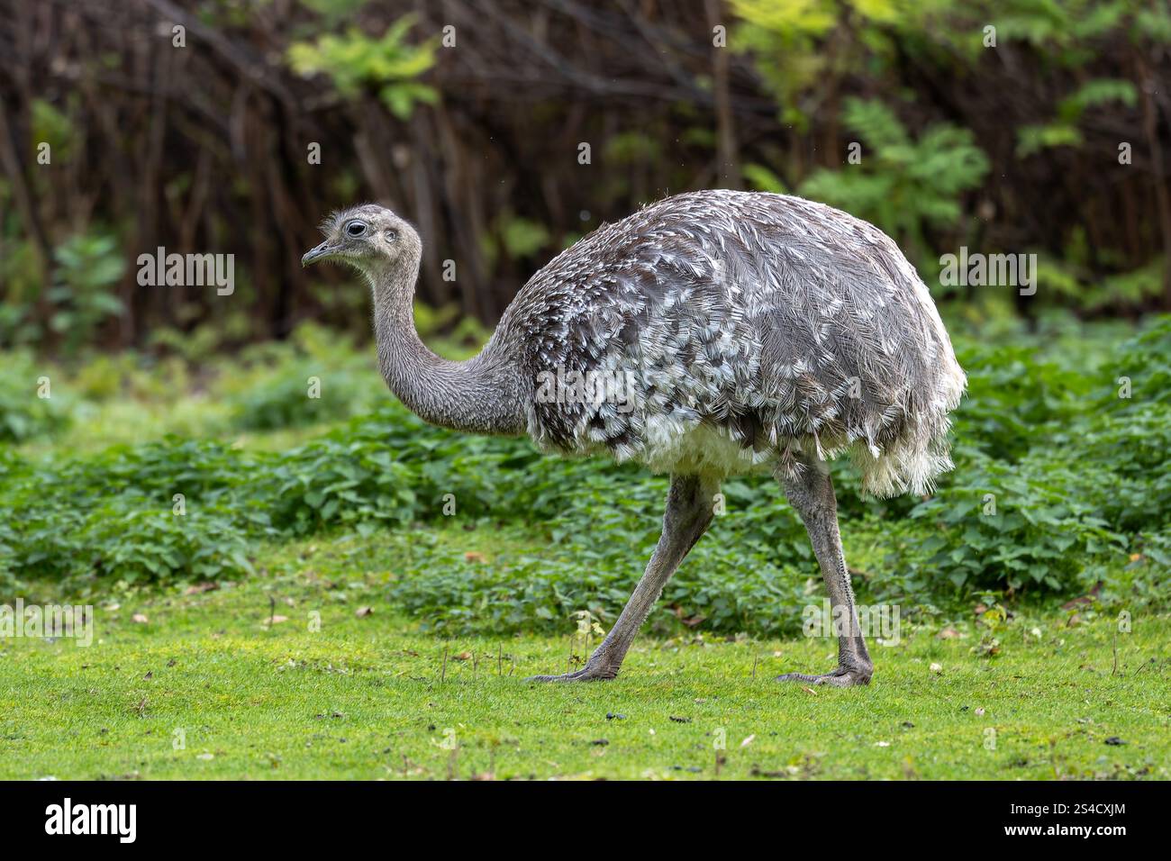 Darwin's rhea, Rhea pennata also known as the lesser rhea. It is a ...