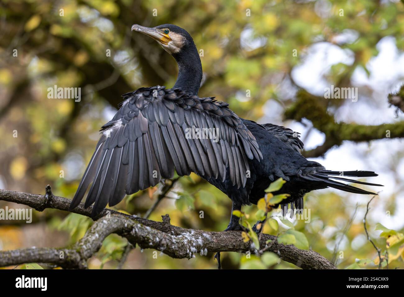 The great cormorant, Phalacrocorax carbo known as the great black ...