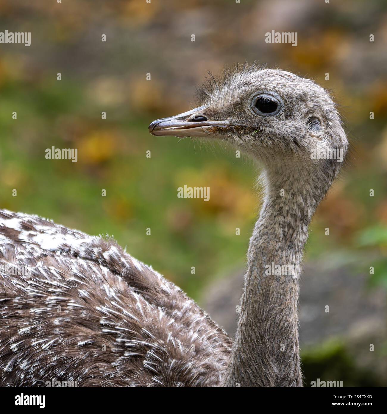 Darwin's rhea, Rhea pennata also known as the lesser rhea. It is a large flightless bird, but ...