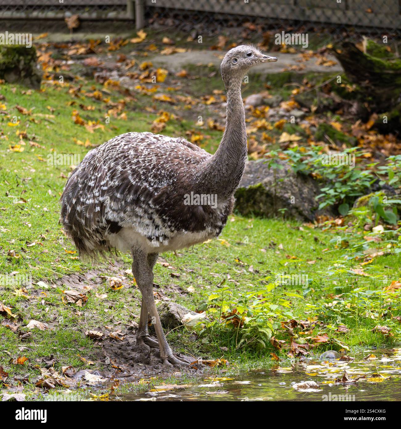Darwin's rhea, Rhea pennata also known as the lesser rhea. It is a ...