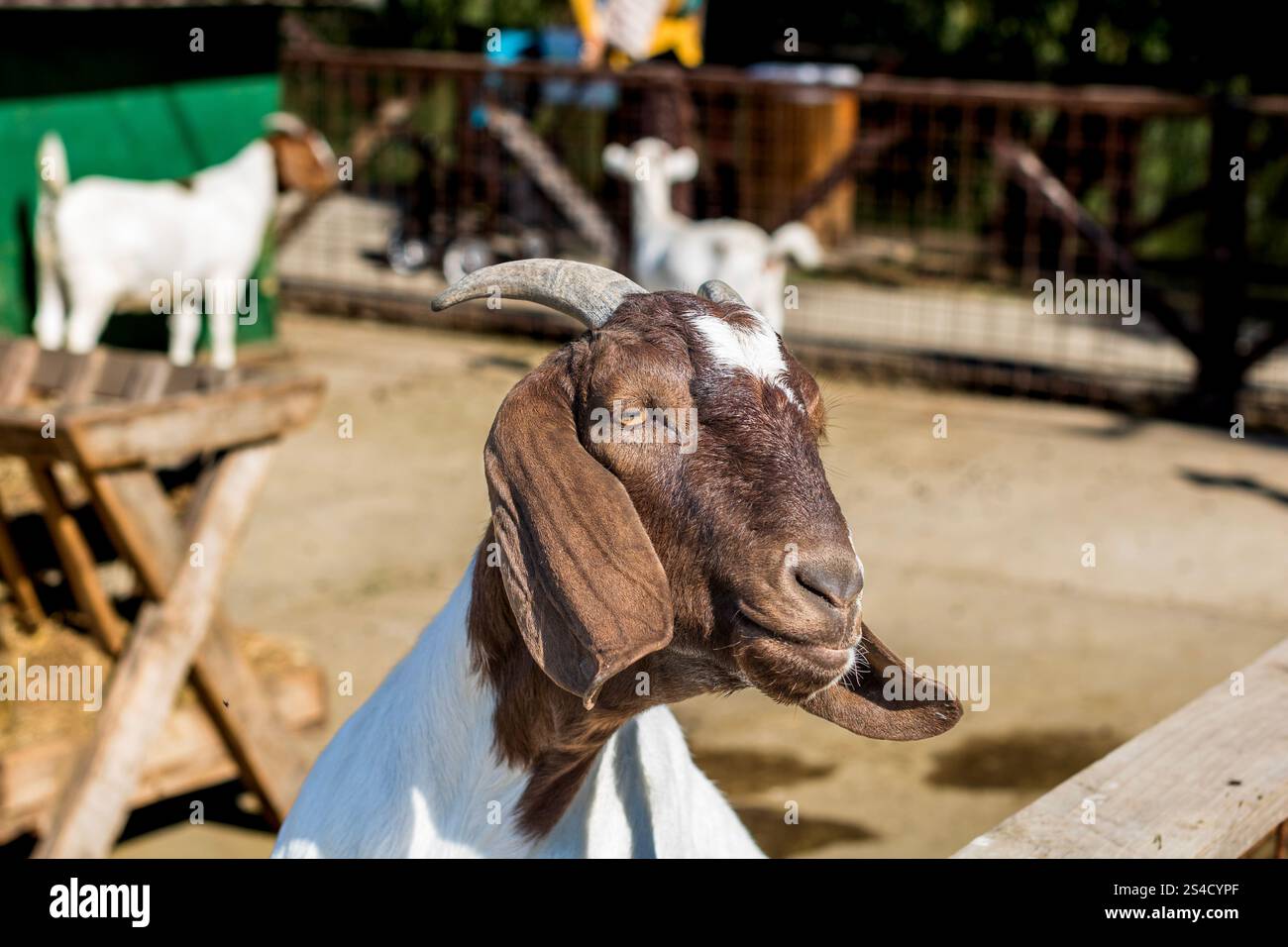 Pygmy goats in Zoo Park. Cute portrait of domestic animal Stock Photo ...