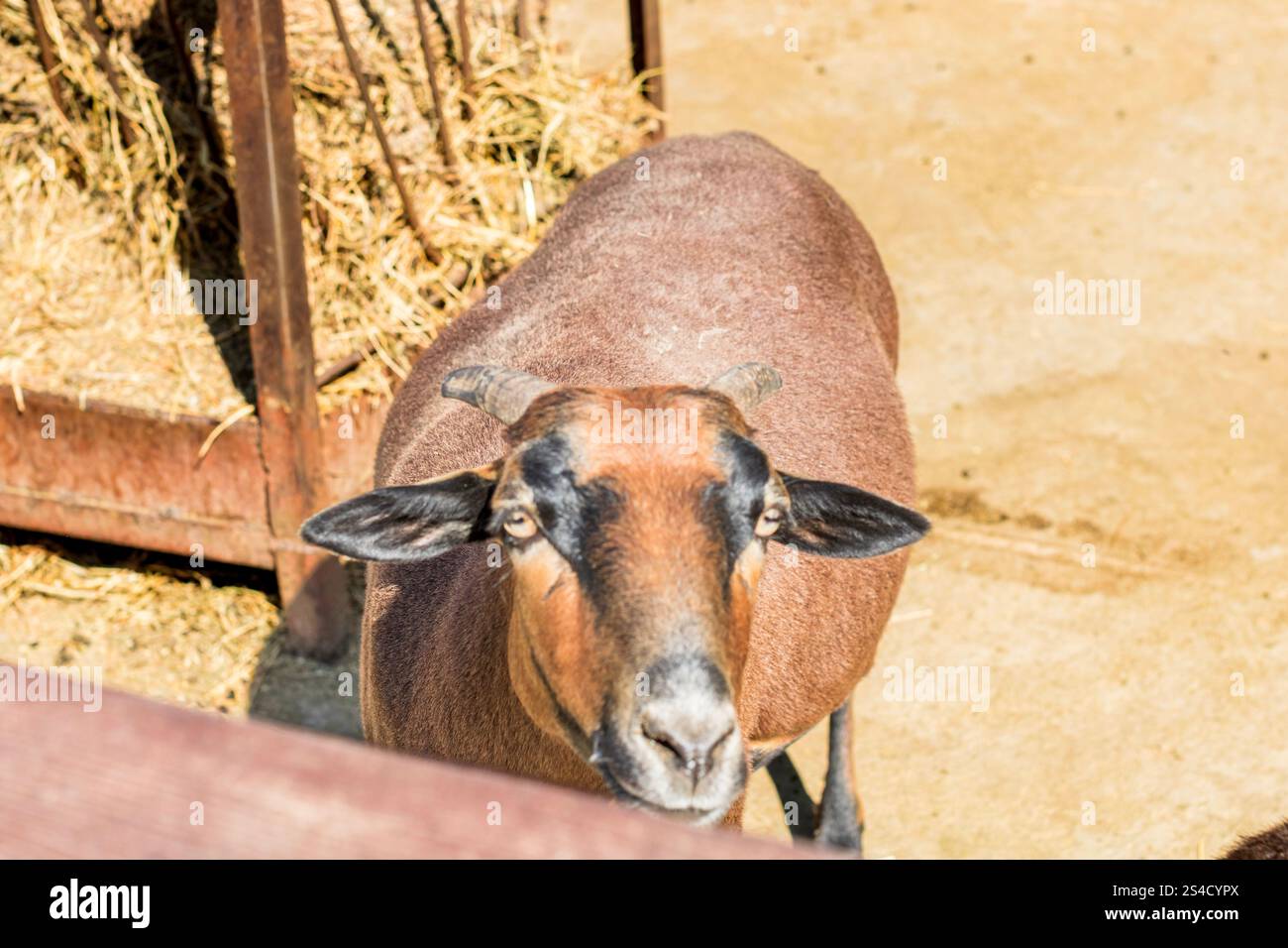 Pygmy goats in Zoo Park. Cute portrait of domestic animal Stock Photo ...