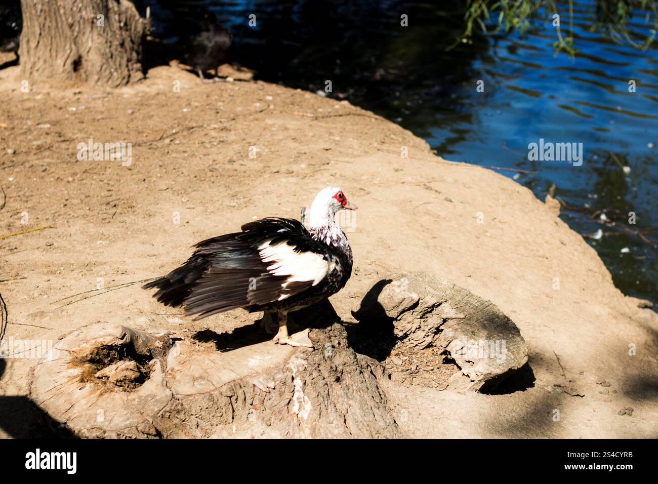 Beautiful animals and birds raised in captivity Stock Photo - Alamy